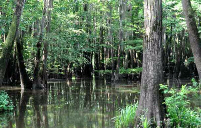 Sepulga River Canoe Trail – Alabama Front Porches: Southwest Alabama ...