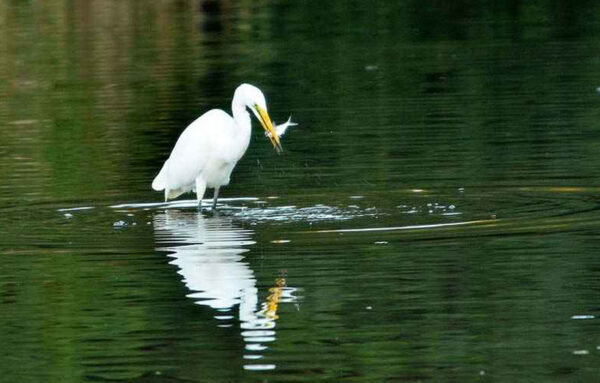 Sepulga River Canoe Trail – Alabama Front Porches: Southwest Alabama ...