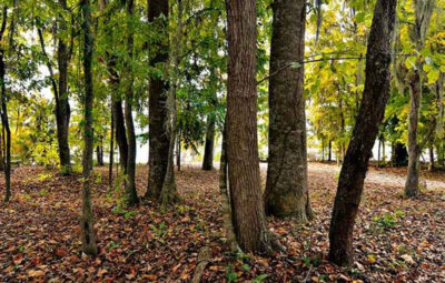 Sepulga River Canoe Trail – Alabama Front Porches: Southwest Alabama ...