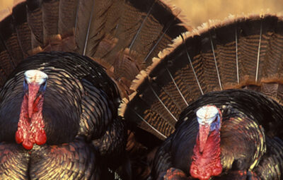 Sepulga River Canoe Trail – Alabama Front Porches: Southwest Alabama ...