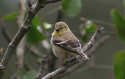 Sepulga River Canoe Trail – Alabama Front Porches: Southwest Alabama ...